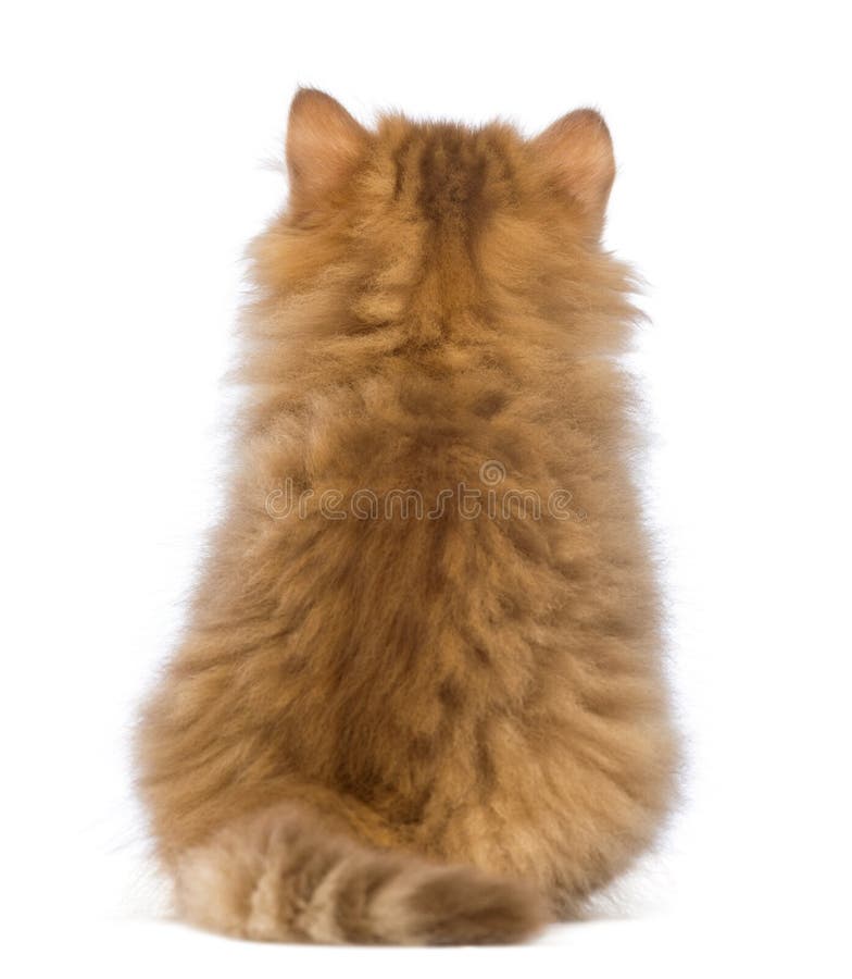 417 Rear View Cat Sitting Stock Photos - Free & Royalty-Free Stock ...