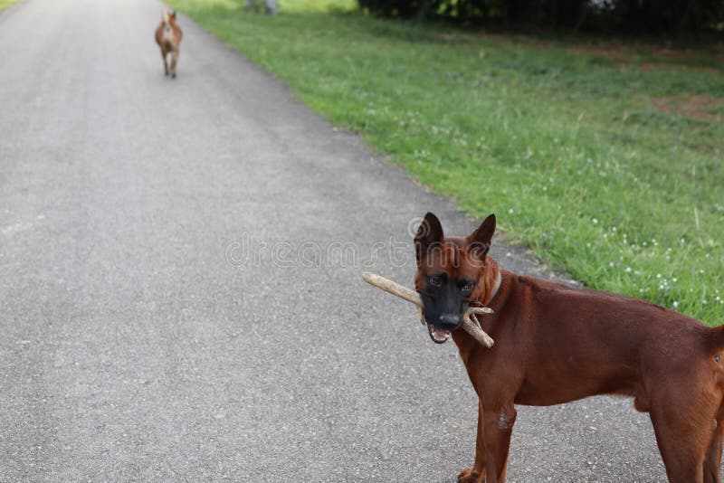 Rear View of a Brown-haired Dog Wrapped in a Branch Running on the Road ...