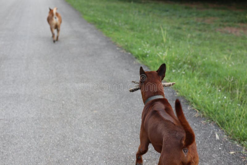 Rear View of a Brown-haired Dog Wrapped in a Branch Running on the Road ...