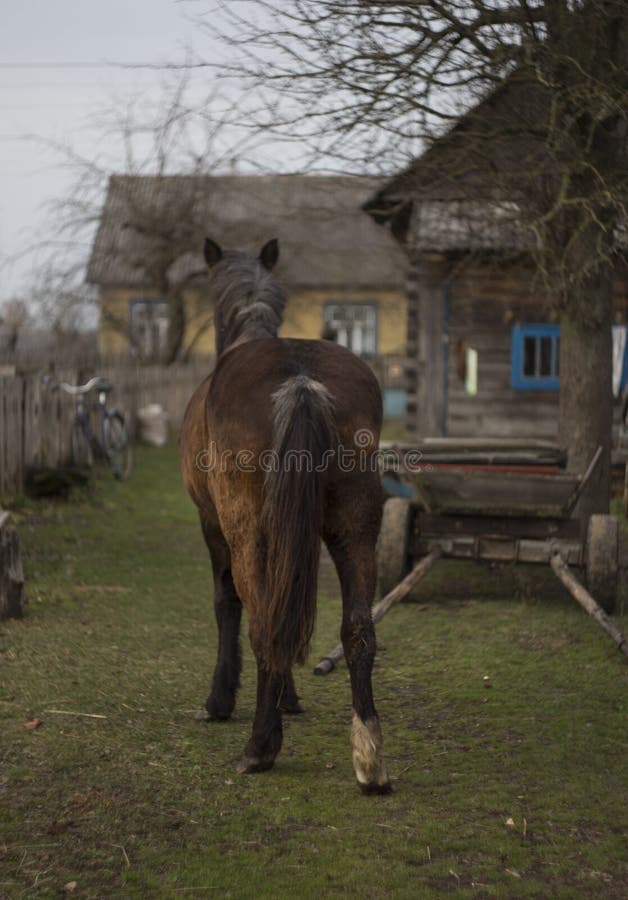 419 Brown Horse Rear View Stock Photos - Free & Royalty-Free Stock ...
