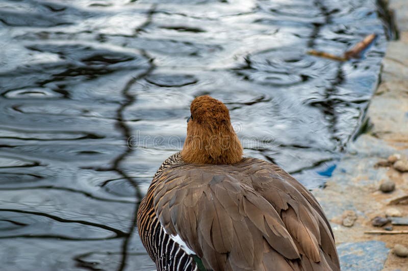Rear View of Calm Upland Goose with Patterned Feathers Resting Quietly ...