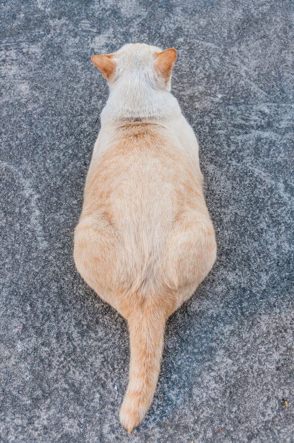 357 Rear View Cat Sitting Stock Photos - Free & Royalty-Free Stock ...