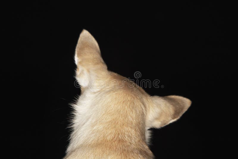 255 Head Dog Rear View Stock Photos - Free & Royalty-Free Stock Photos ...