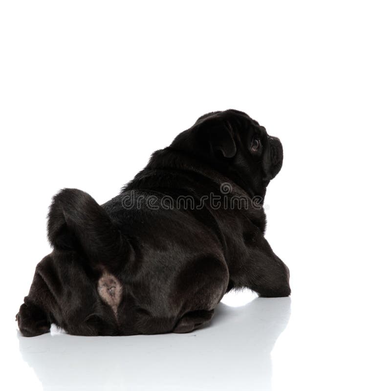 160 Pug Back View Photos - Free & Royalty-Free Stock Photos from Dreamstime