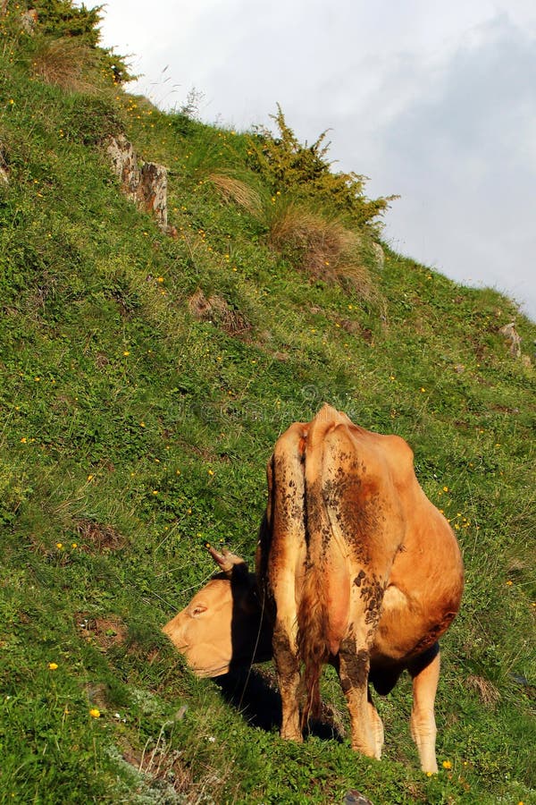 443 Rear View Cow Stock Photos - Free & Royalty-Free Stock Photos from ...