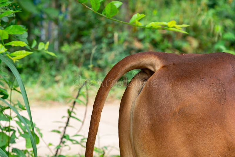 Rear View of Cows on a Farm Stock Photo - Image of farmland, backside ...