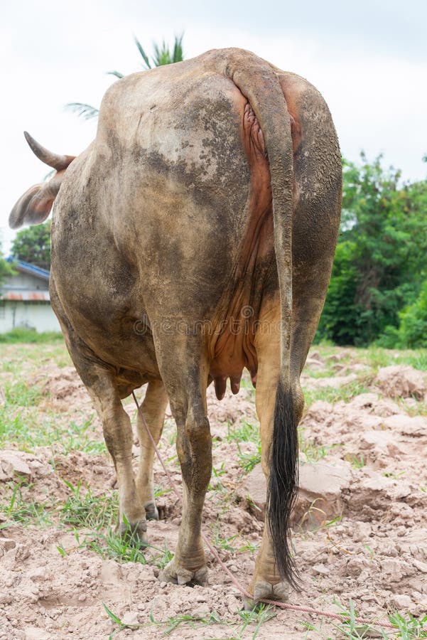 Rear View of Cows on a Farm Stock Photo - Image of back, buttocks ...