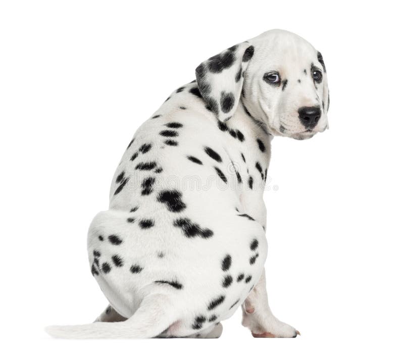 Rear View of a Dalmatian Puppy Sitting, Looking at the Camera Stock ...