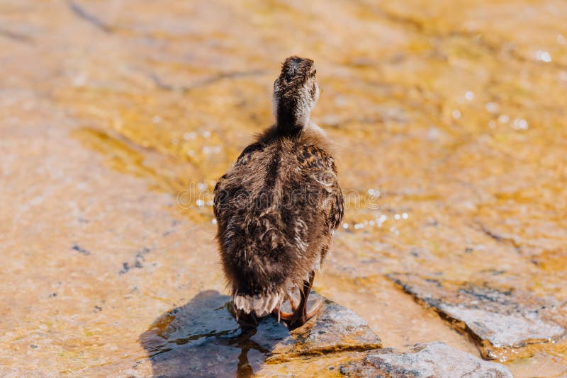 Rear View of Duckling Walking Near Pond during Stock Image - Image of ...