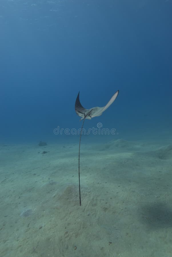 Rear view of an Eagle ray stock image. Image of full - 12449679
