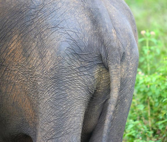 Rear view of elephant stock image. Image of africa, indian - 54272367