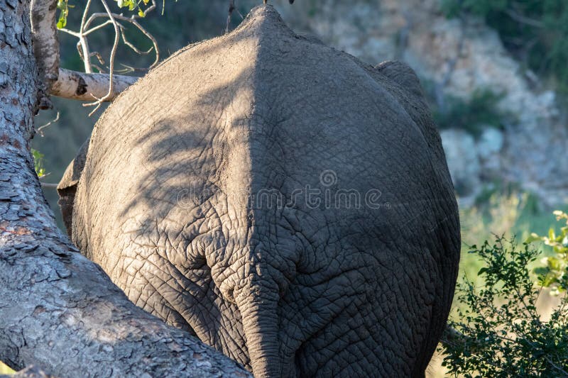 Elephant Hind Quarters Up Close Stock Image - Image of quarters, safari ...