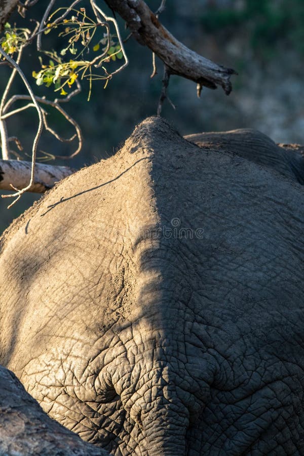 Elephant Hind Quarters Up Close Stock Image - Image of african ...