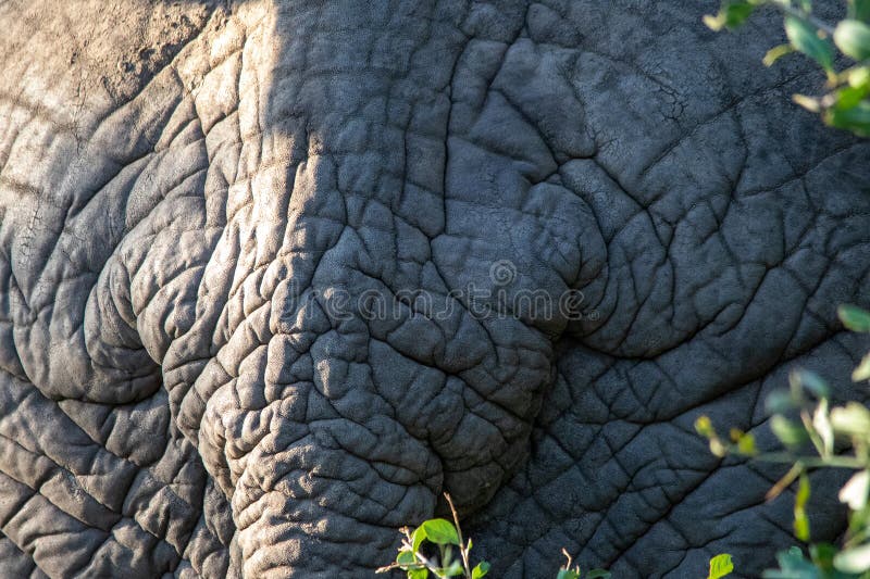 Elephant Hind Quarters Up Close Stock Image - Image of view, close ...