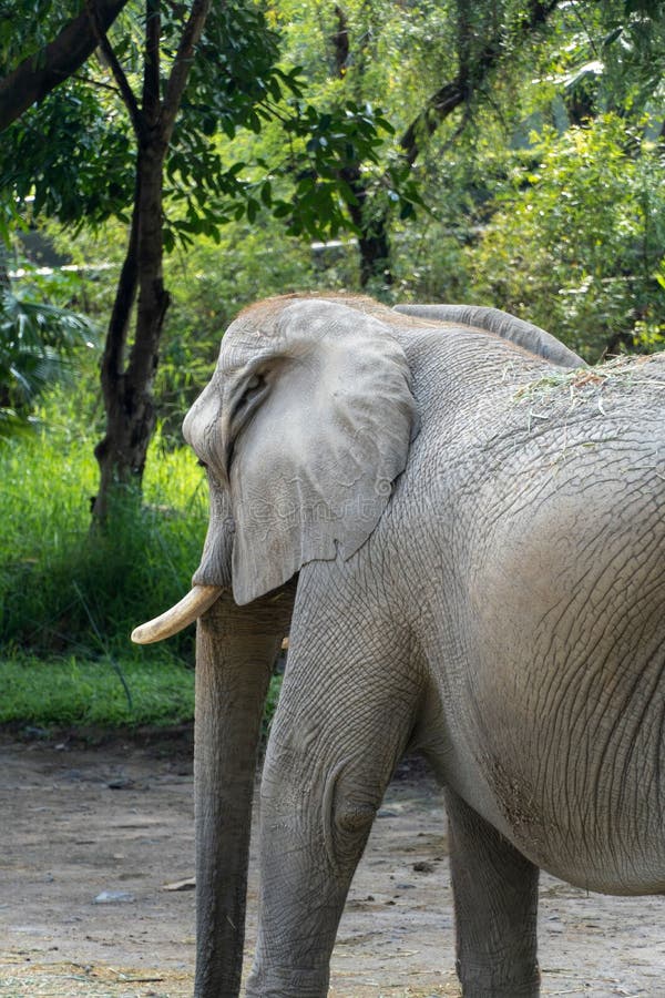 Rear View of an Elephant Walking in the Wilderness Stock Photo - Image ...