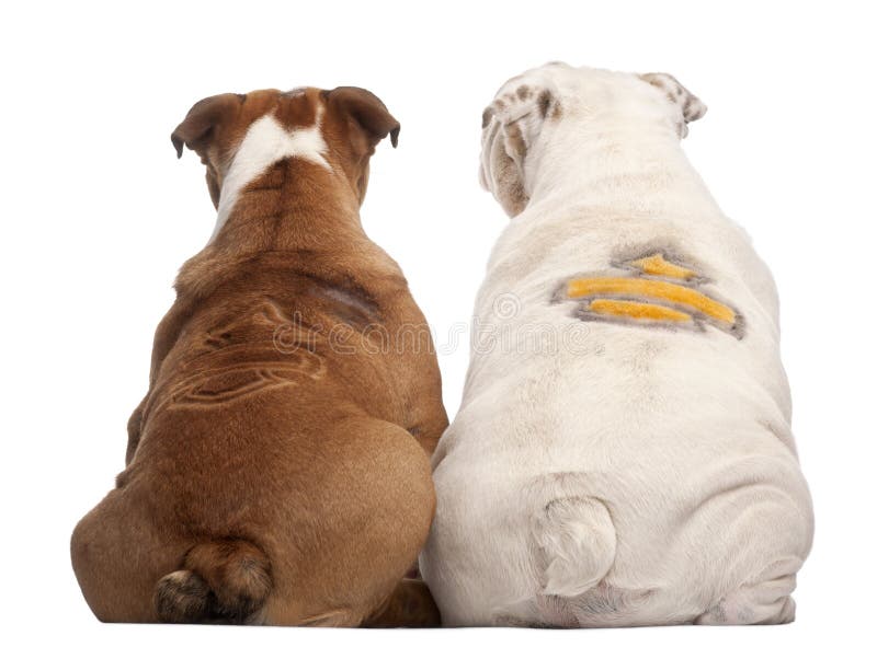 Rear View of English Bulldogs Stock Photo - Image of tattoo, creature ...