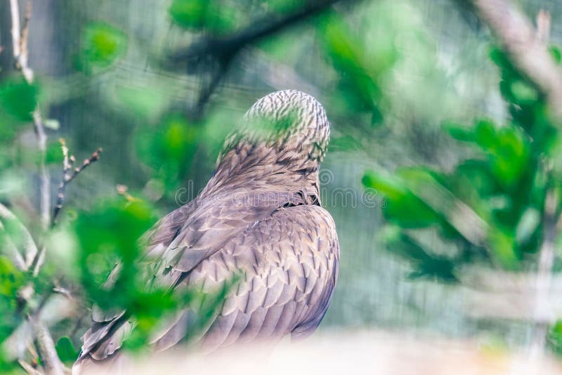 Rear View of a Falcon Outdoors in the Green Forest Stock Photo - Image ...