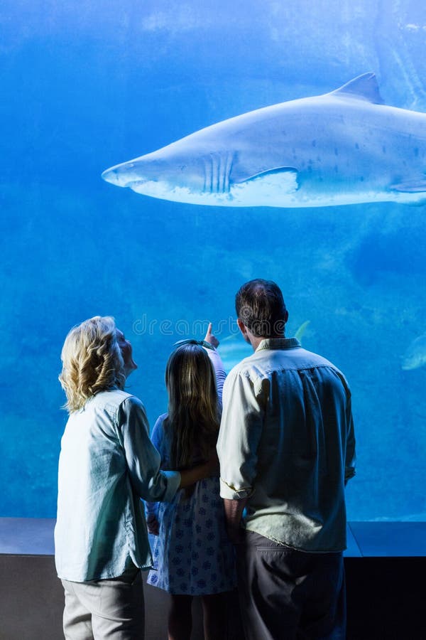 Rear View of Family Watching the Tank Fish Stock Image - Image of glass ...