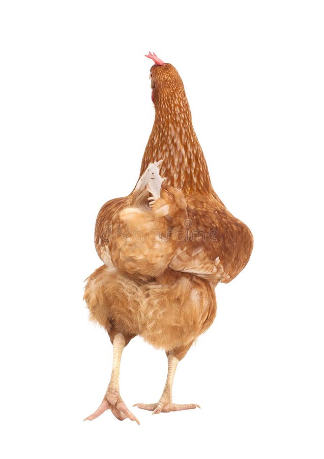 148 Chicken Rear View Stock Photos - Free & Royalty-Free Stock Photos ...