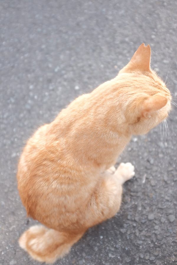 Rear View of a Ginger Cat on the Street Stock Photo - Image of street ...