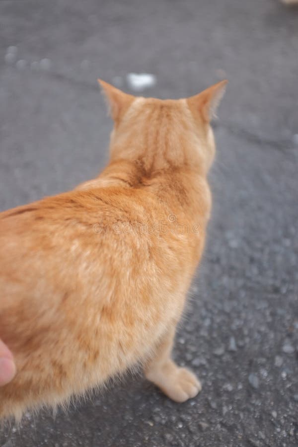 Rear View of a Ginger Cat on the Street Stock Photo - Image of outside ...