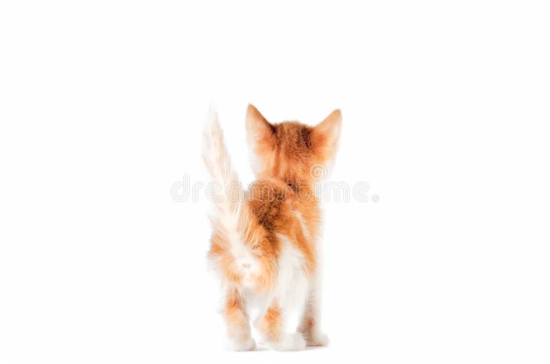 Cat Rear End Stock Photos - Free & Royalty-Free Stock Photos from ...