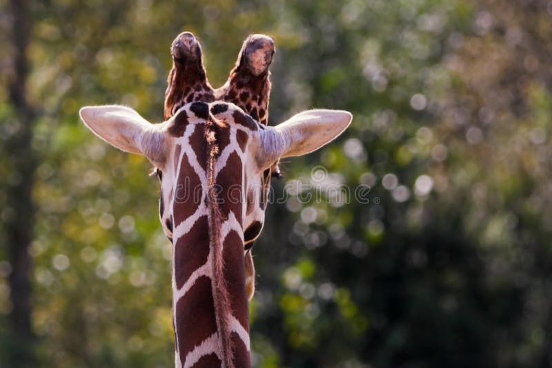 Rear View of Giraffe Head and Neck Stock Image - Image of color ...