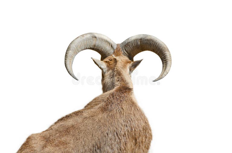 Rear view of a goat stock image. Image of green, horns - 32013415