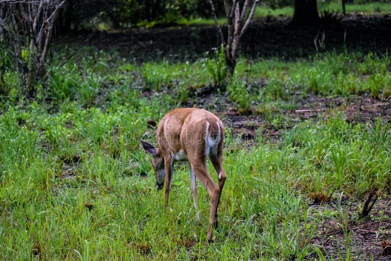 Rear View of a Grazing Deer Stock Image - Image of listening, animal ...