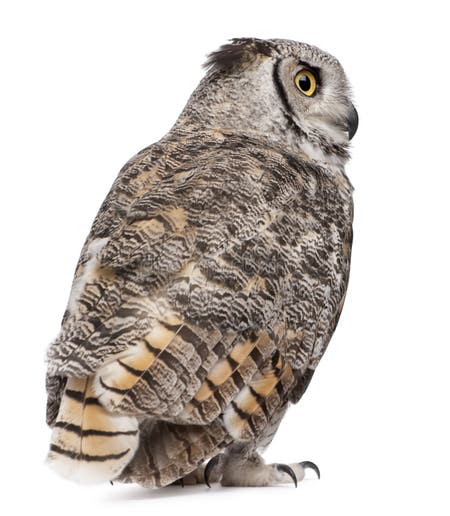 Rear View of Great Horned Owl Stock Photo - Image of themes, species ...