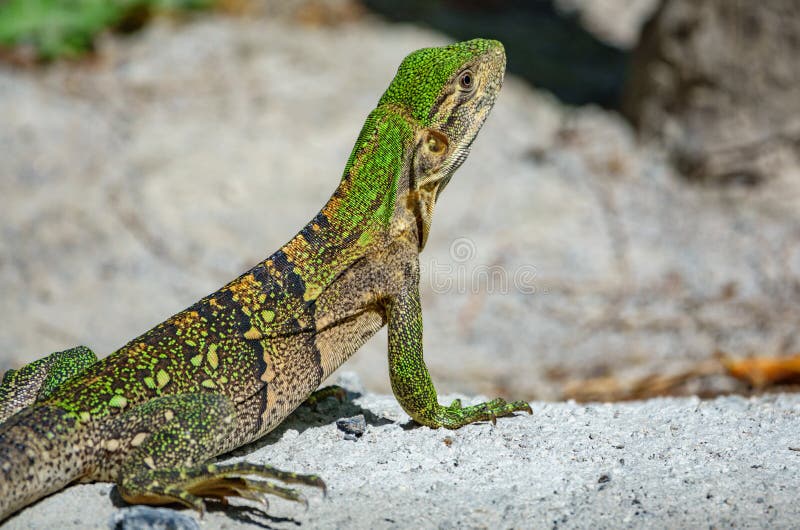 Profile Of Green Lizard Picture. Image: 84956655