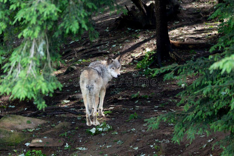 Rear View of Grey Wolf Seen Standing in Evergreen Forest Looking Back ...