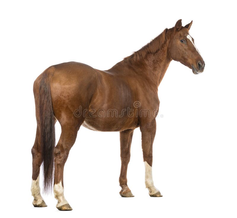 Rear View of a Horse Looking Back Stock Image - Image of alone ...