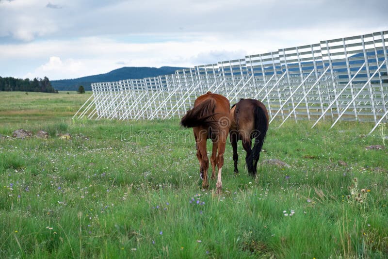 Rear View of a Woman Riding a Horse at the Beach Stock Photo - Image of ...