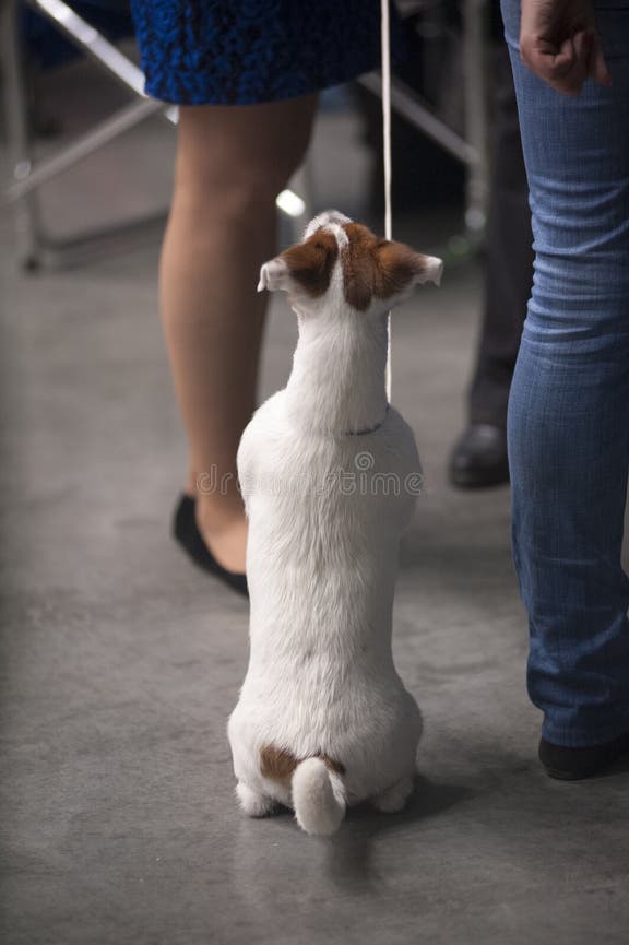 Jack Russell Back View Isolated White Stock Photos - Free & Royalty ...