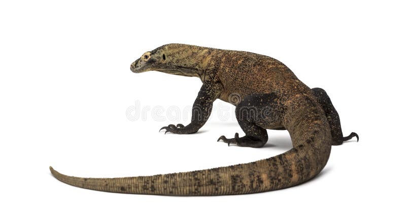 Rear View of a Komodo Dragon, Isolated on White Stock Image - Image of ...