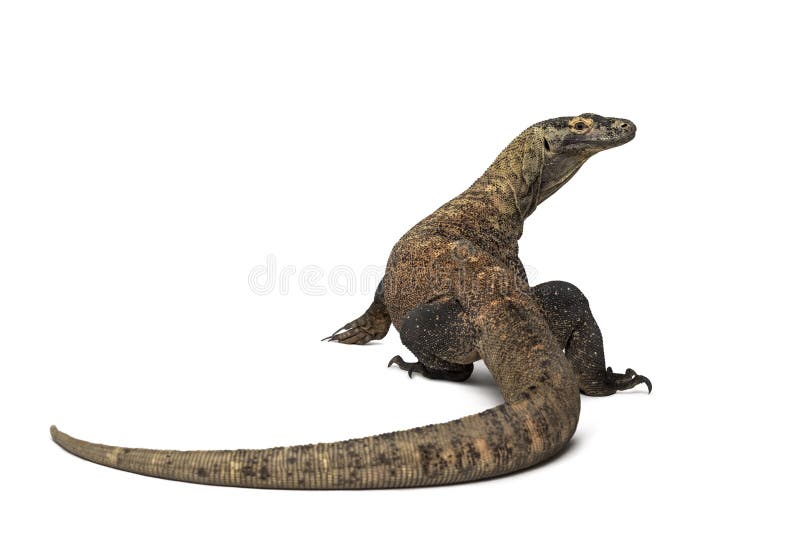Rear View of a Komodo Dragon, Isolated on White Stock Image - Image of ...