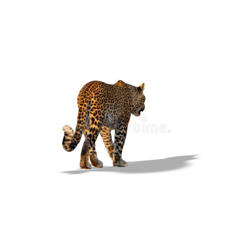 Rear View of Leopard Walking Isolated on White with Shadow Stock Image ...