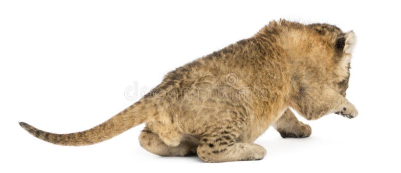 Rear View of a Lion Cub Hunting, 16 Days Old Stock Image - Image of ...