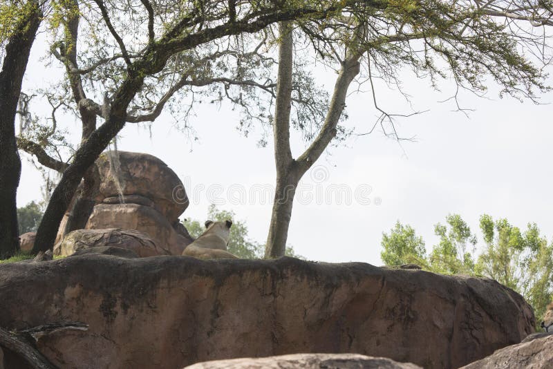 Rear View Lioness Laying on Rocks Overlooking Below Stock Image - Image ...