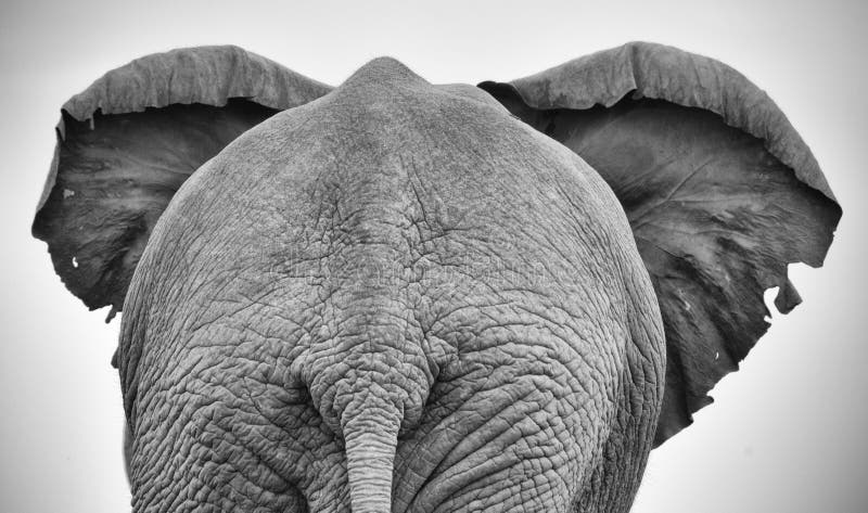 Rear View of a Male Elephant with Ears Extended Stock Image - Image of ...