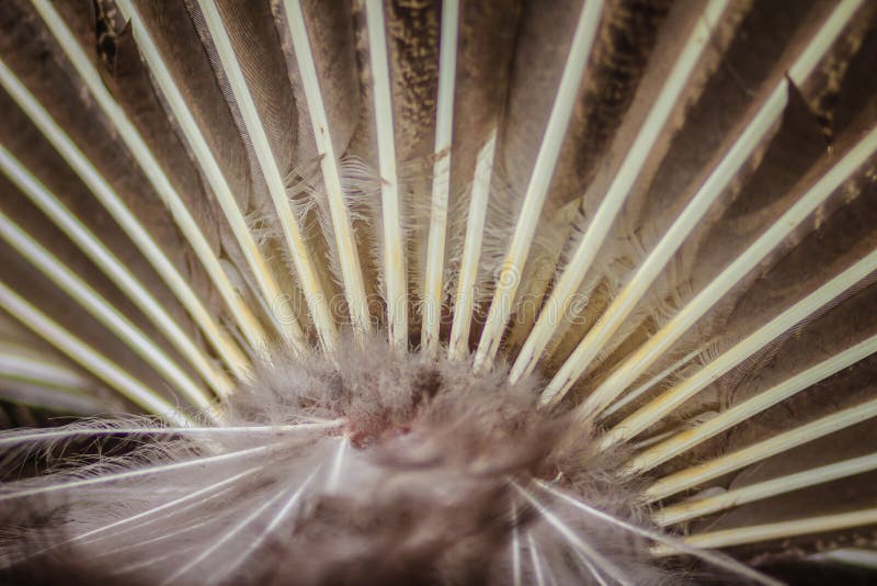 Rear View of Male Peacock Displaying Tail Feathers. Back View of Stock ...