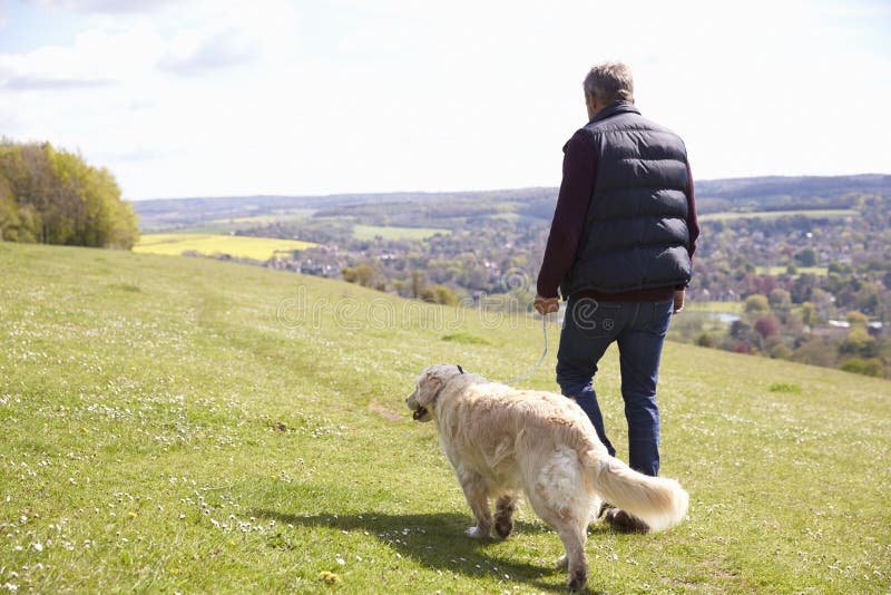 Rear View of Man Taking Golden Retriever for Walk Stock Photo - Image ...