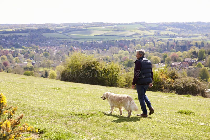 Rear View of Man Taking Golden Retriever for Walk Stock Image - Image ...