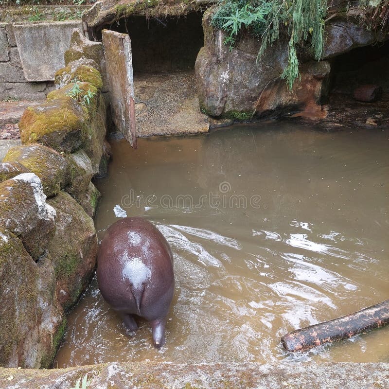 A Rear View of a Mini Hippo in Its Pond Stock Photo - Image of aquatic ...