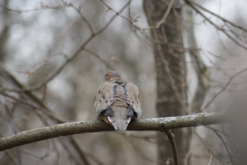 Rear view nap. stock image. Image of branch, beak, bird - 42884731