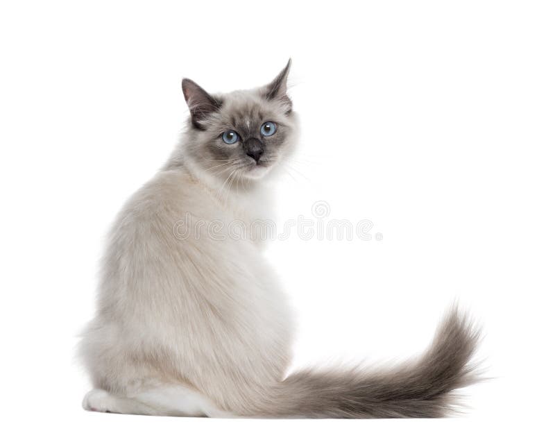 Cat Sitting Back View