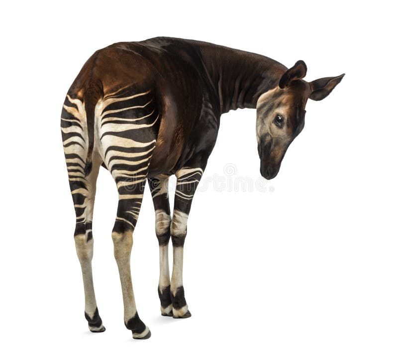 129 Okapi White Background Stock Photos - Free & Royalty-Free Stock ...