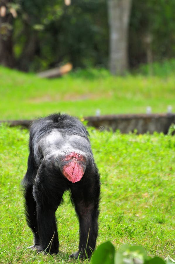 Chimp Rear Stock Photos - Free & Royalty-Free Stock Photos from Dreamstime