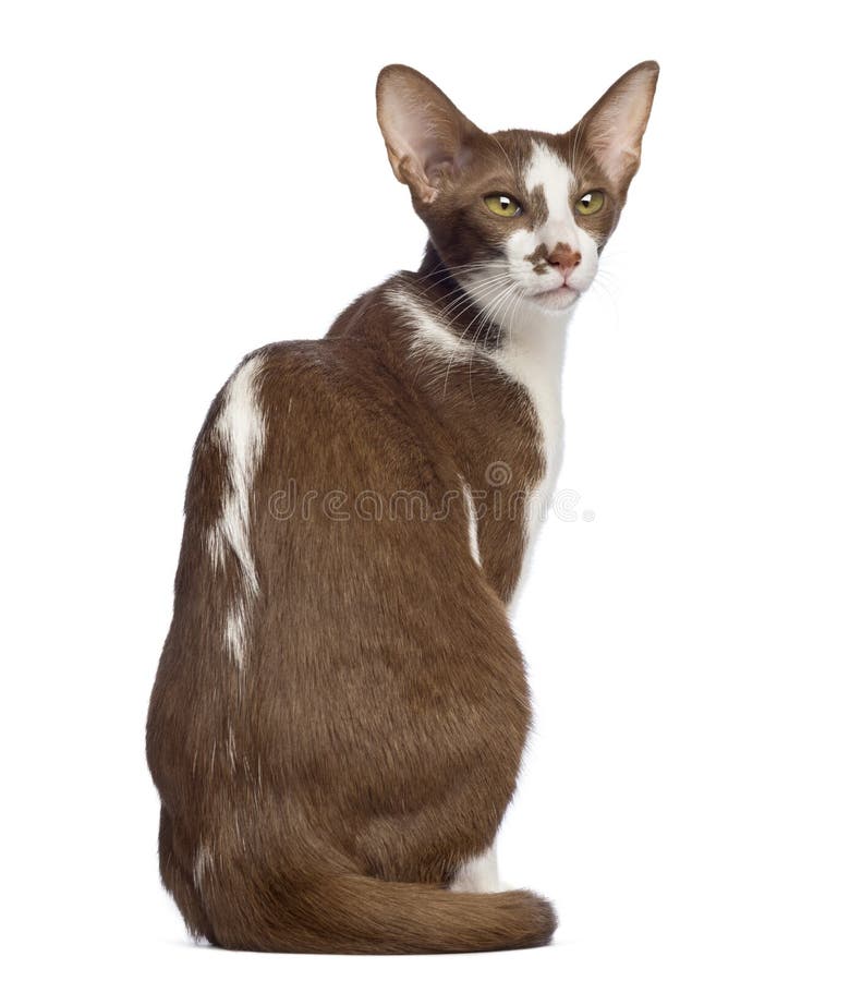 357 Rear View Cat Sitting Stock Photos - Free & Royalty-Free Stock ...